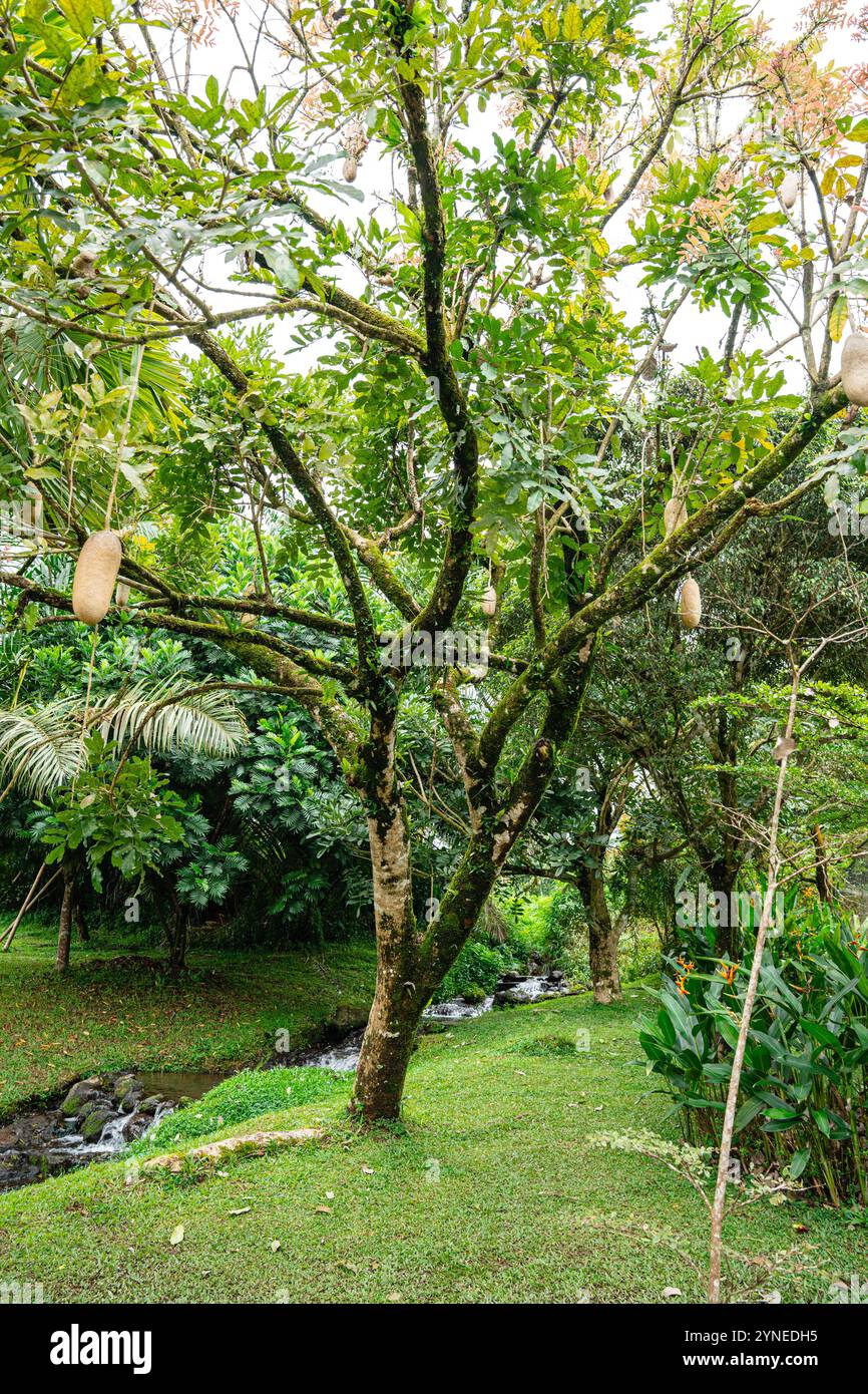 Kigelia is a genus of flowering plants in the family Bignoniaceae. The ...