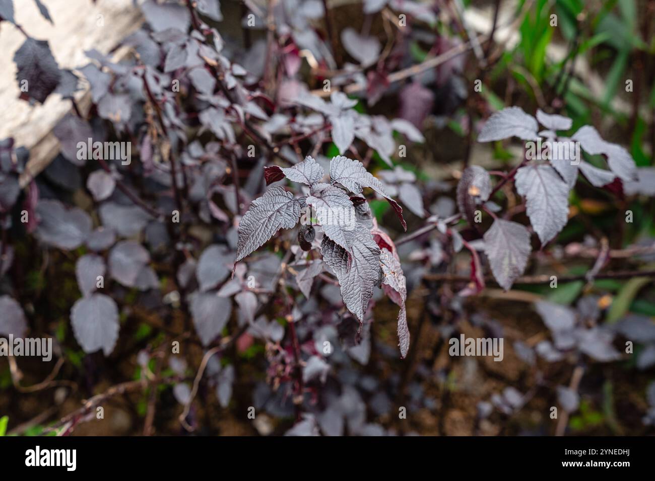 Purple Perilla frutescens var. crispa, also known by its Japanese name ...