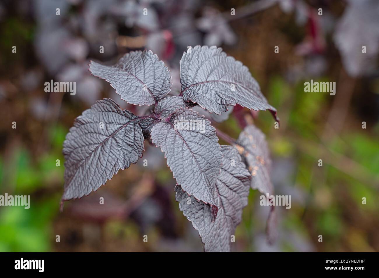 Purple Perilla frutescens var. crispa, also known by its Japanese name ...
