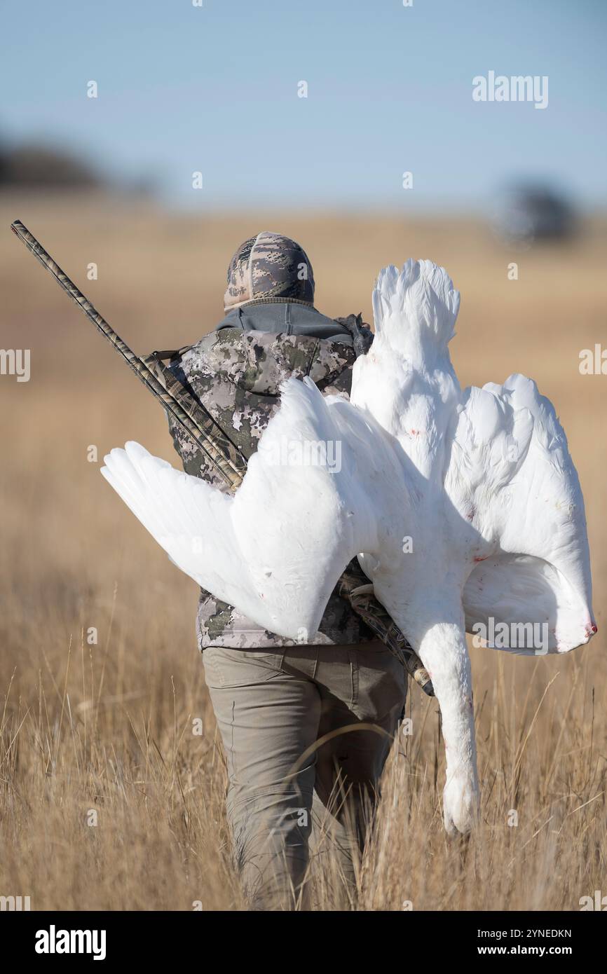 Tundra Swan hunting in North Dakota Stock Photo - Alamy