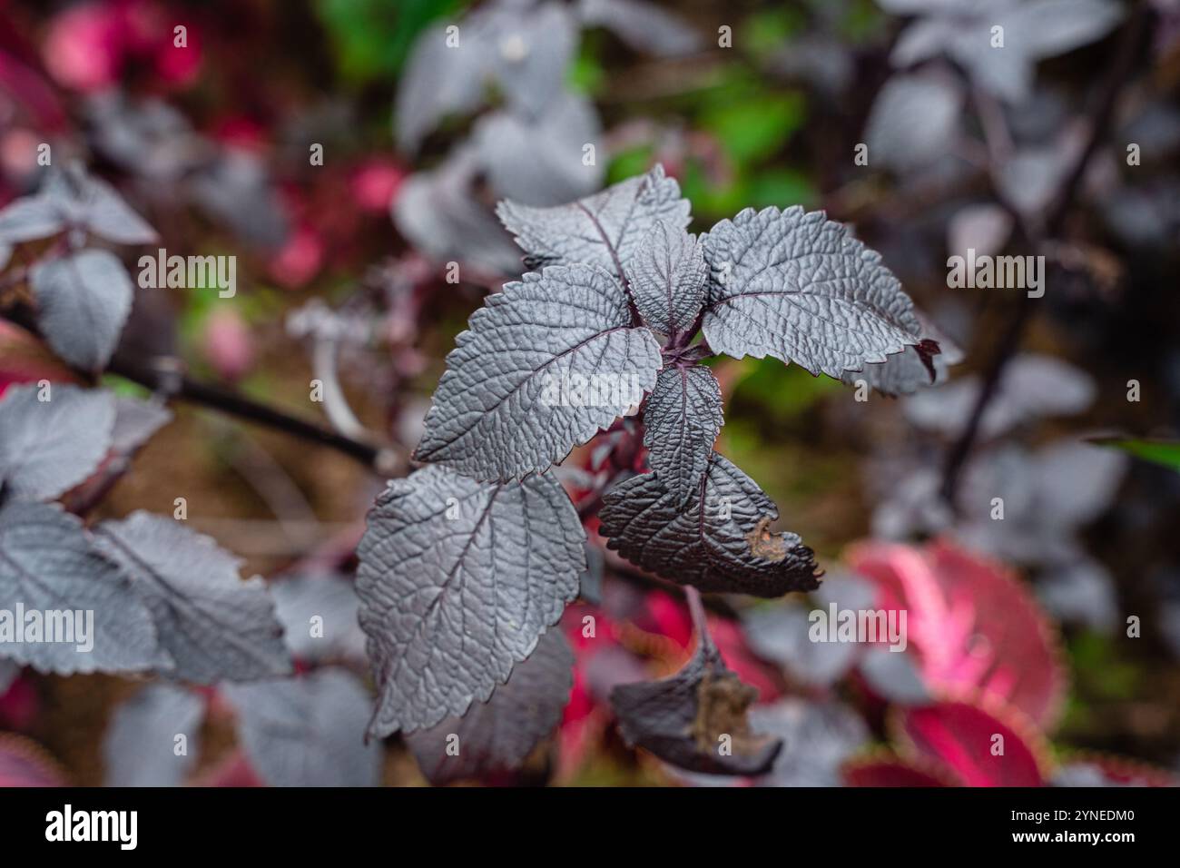 Purple Perilla frutescens var. crispa, also known by its Japanese name ...