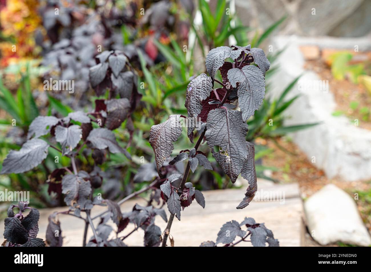 Purple Perilla frutescens var. crispa, also known by its Japanese name ...