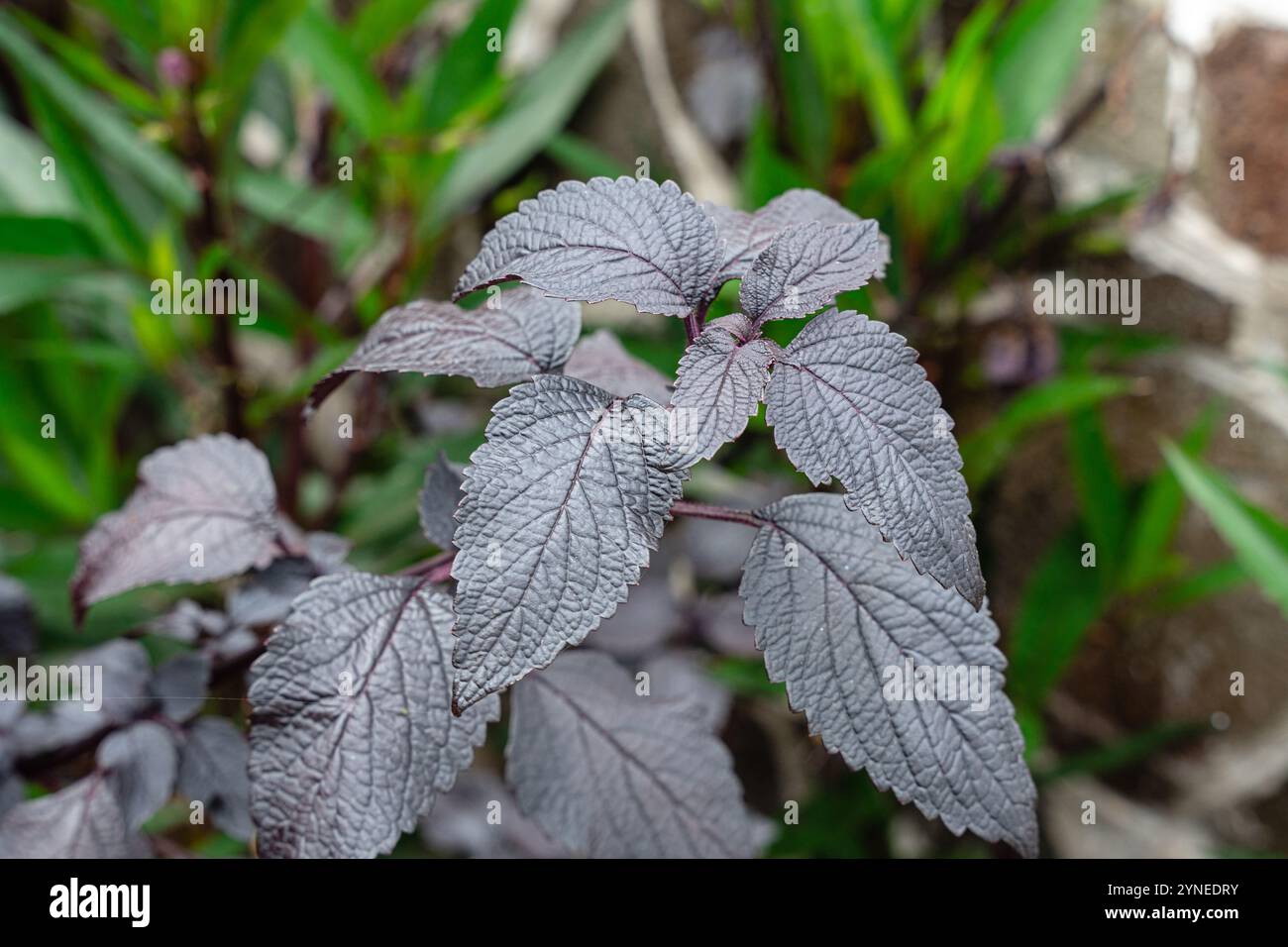 Purple Perilla frutescens var. crispa, also known by its Japanese name ...
