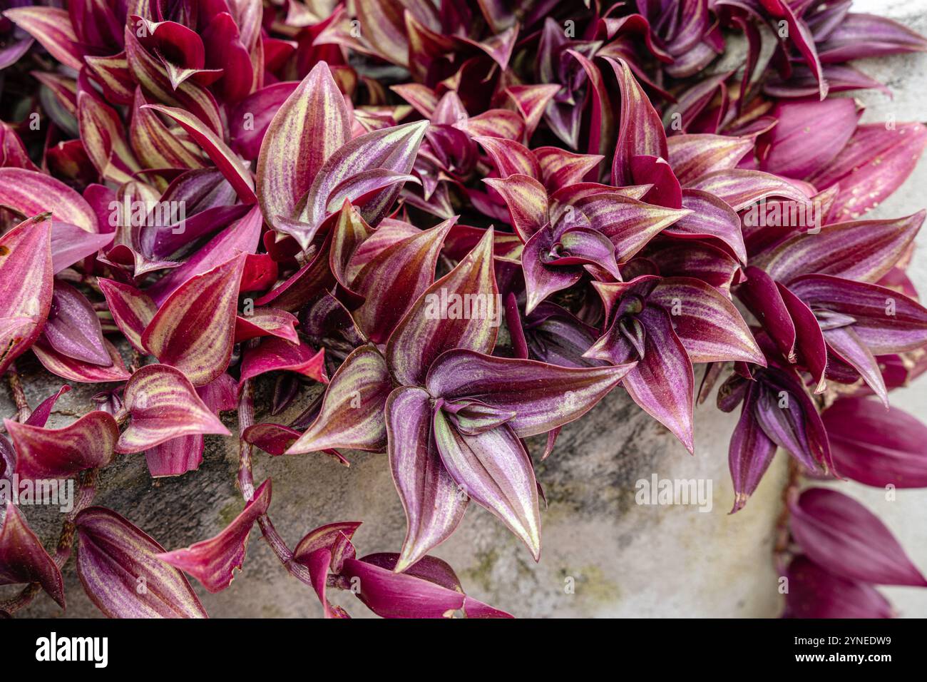 Species of creeping plant hi-res stock photography and images - Alamy