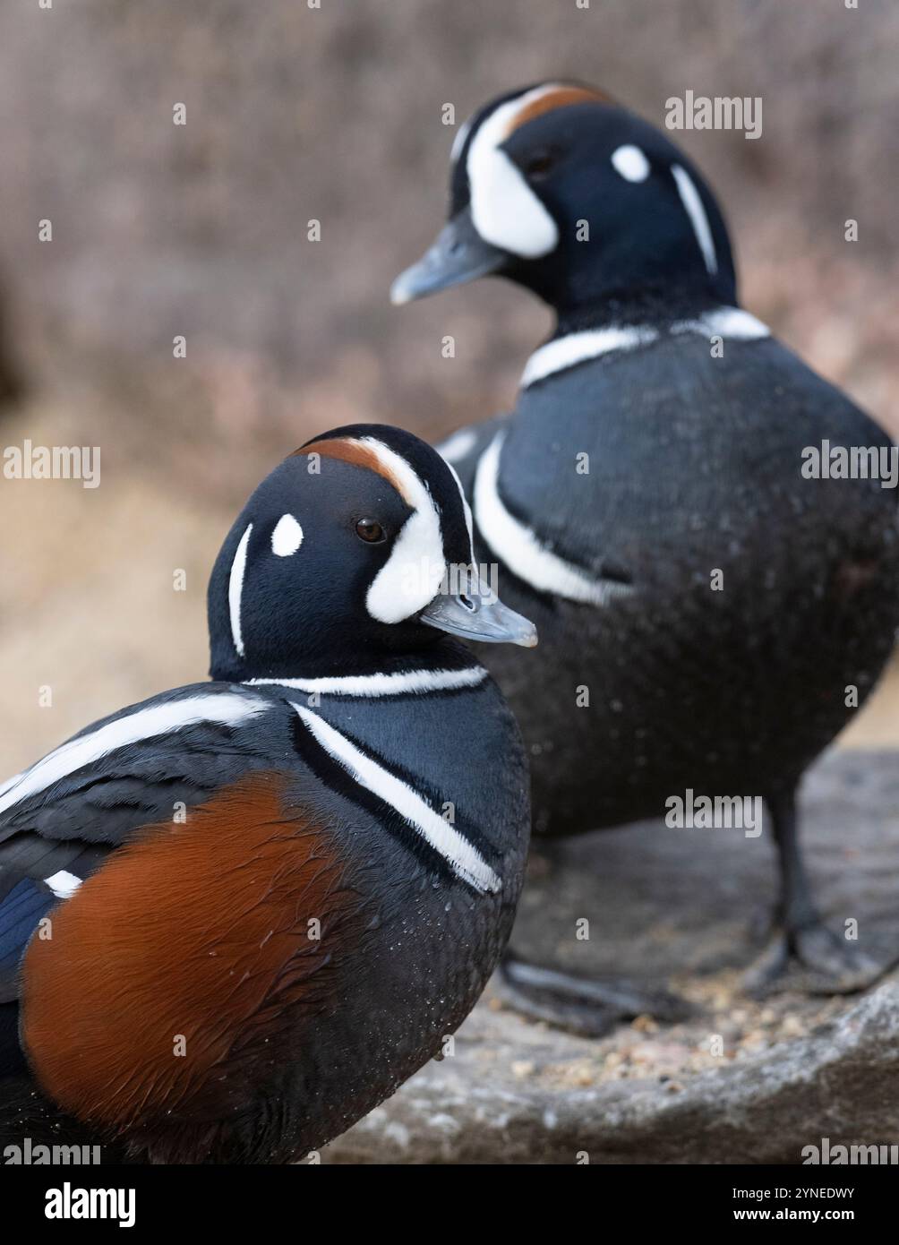 Harlequin duck, alaska hi-res stock photography and images - Alamy