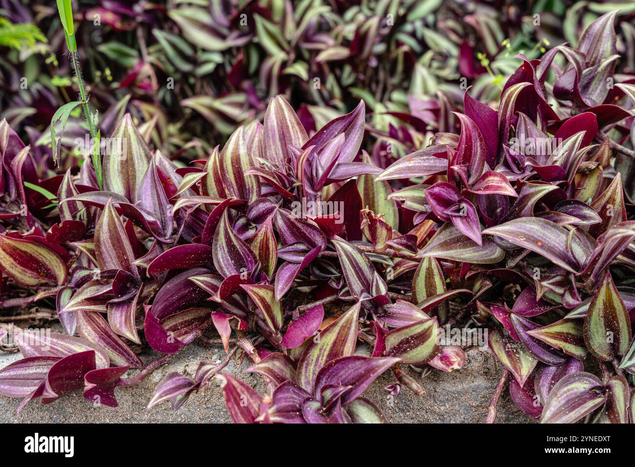 Tradescantia zebrina, formerly known as Zebrina pendula, is a species ...