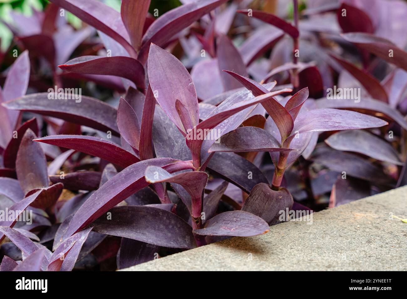Tradescantia pallida is a species of spiderwort (a genus of New World ...