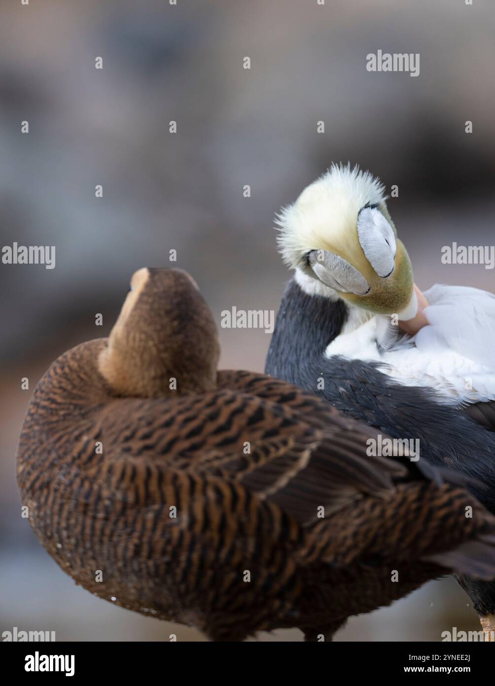 Spectacled eiders hi-res stock photography and images - Alamy