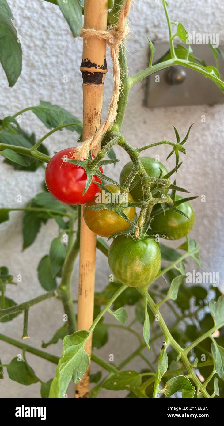 Tomato vegetable garden rispe hi-res stock photography and images - Alamy