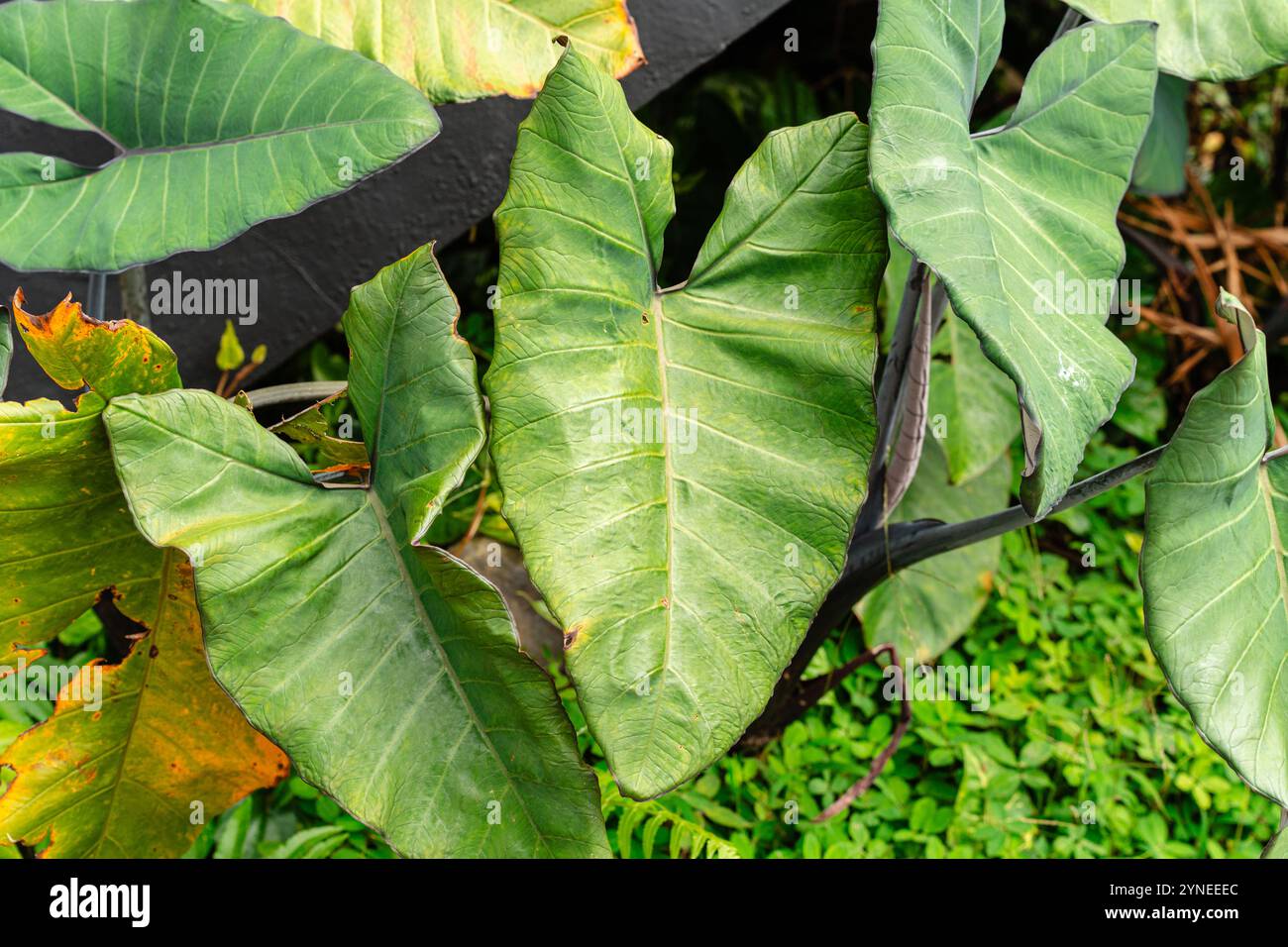 Alocasia macrorrhizos is a species of flowering plant in the arum ...