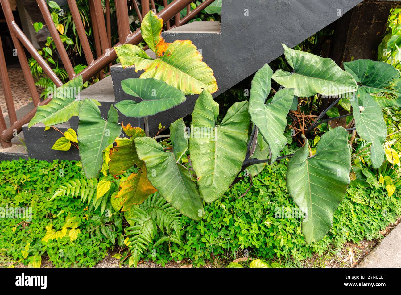 Alocasia macrorrhizos is a species of flowering plant in the arum ...
