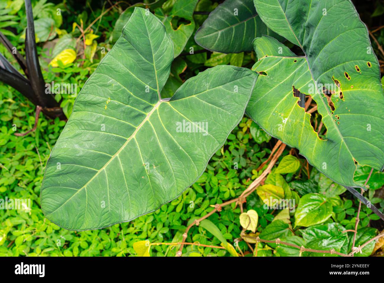 Alocasia macrorrhizos is a species of flowering plant in the arum ...