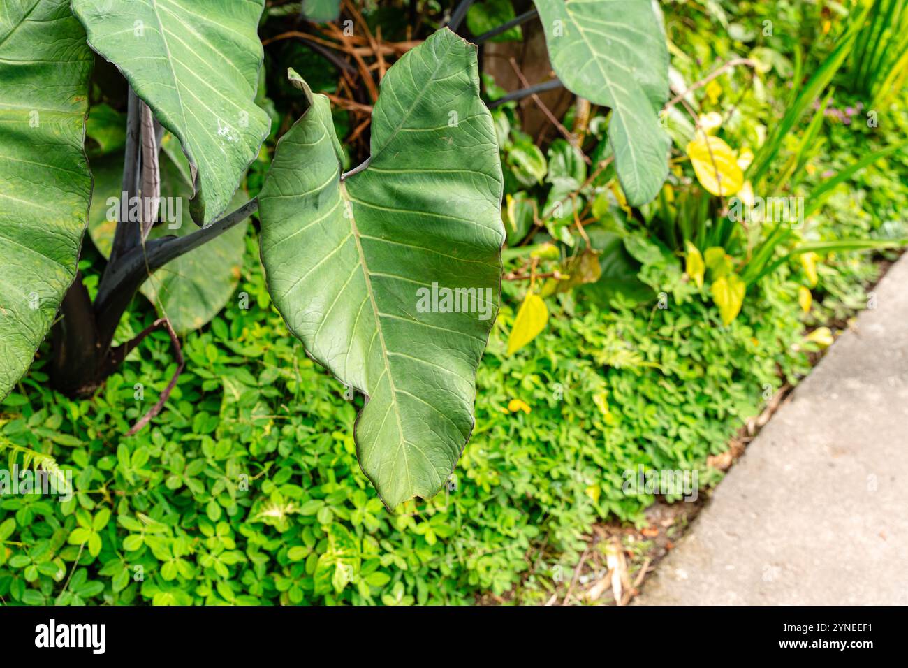 Alocasia macrorrhizos is a species of flowering plant in the arum ...