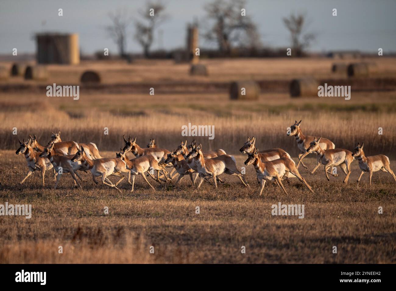 Pronghorn Antelope in North Dakota Stock Photo - Alamy