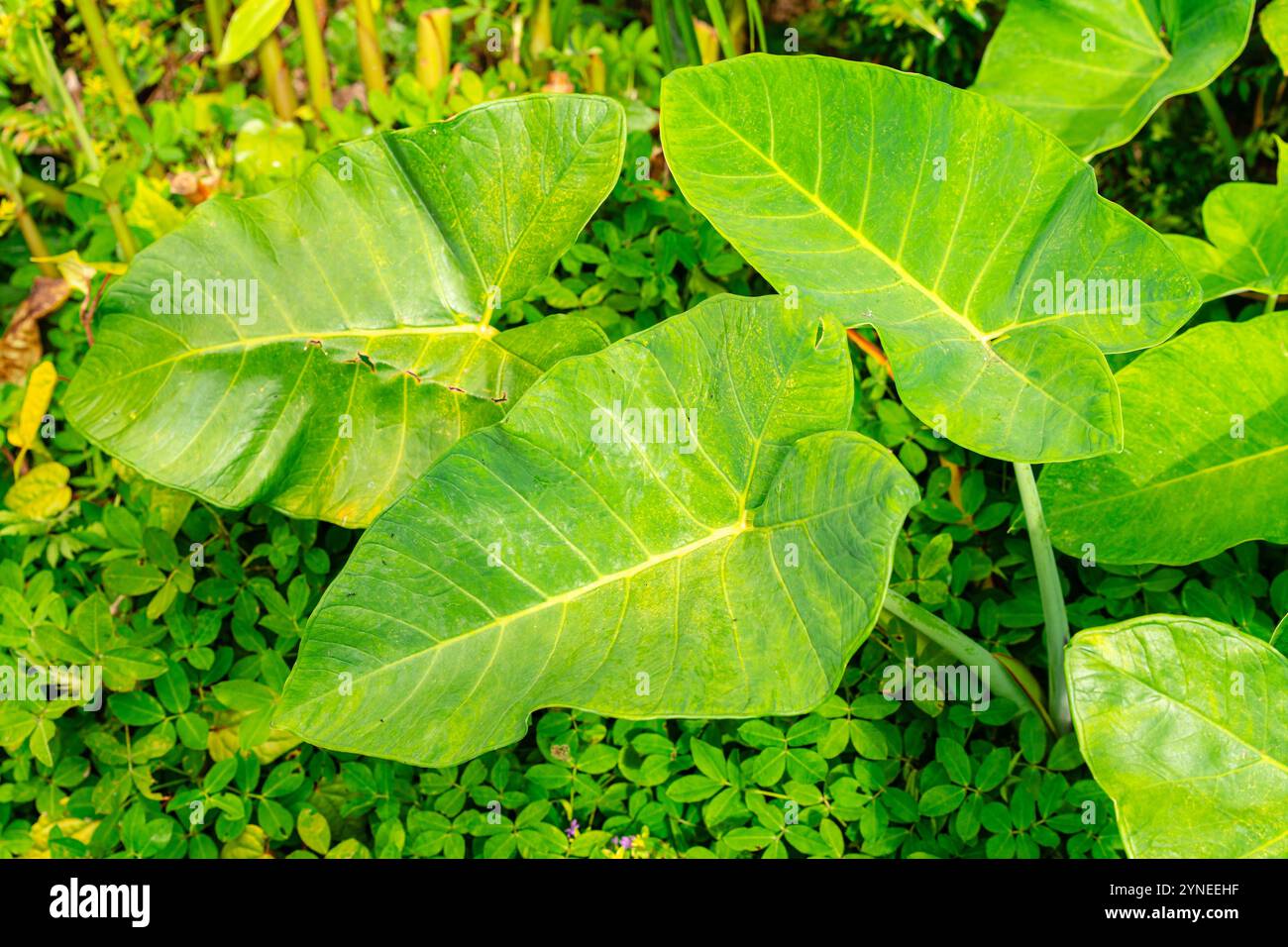 Alocasia macrorrhizos is a species of flowering plant in the arum ...