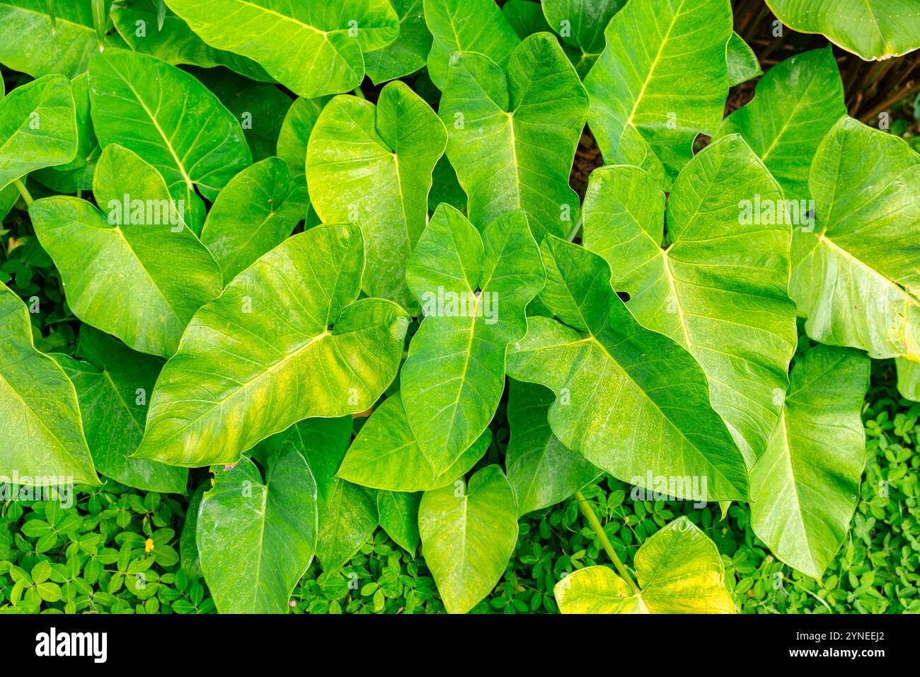 Alocasia macrorrhizos is a species of flowering plant in the arum ...