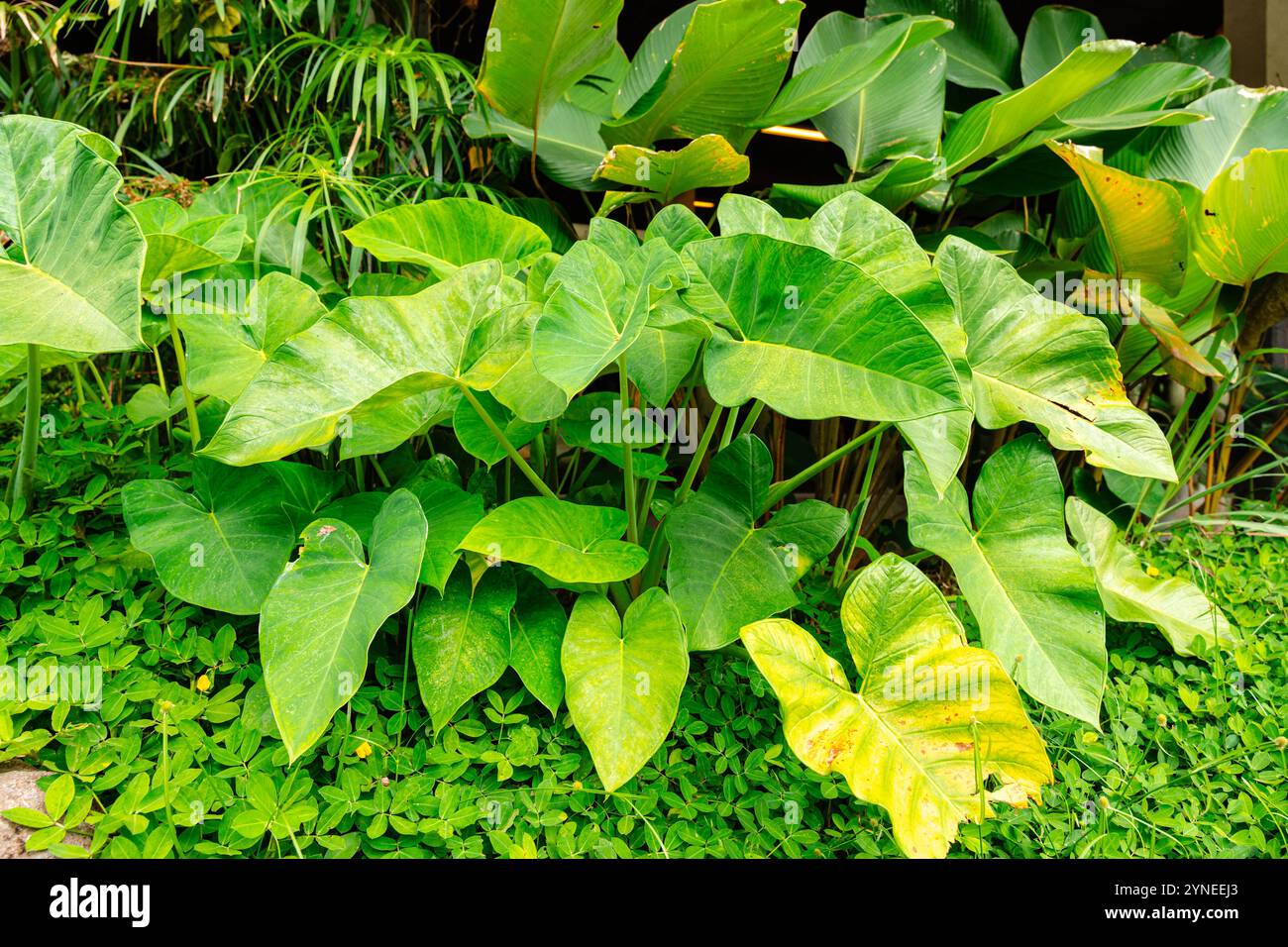 Alocasia macrorrhizos is a species of flowering plant in the arum ...