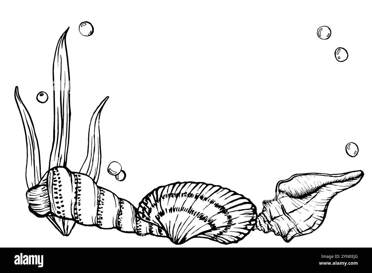 Seabed landscape with Seashells and Seaweed. Underwater design template ...