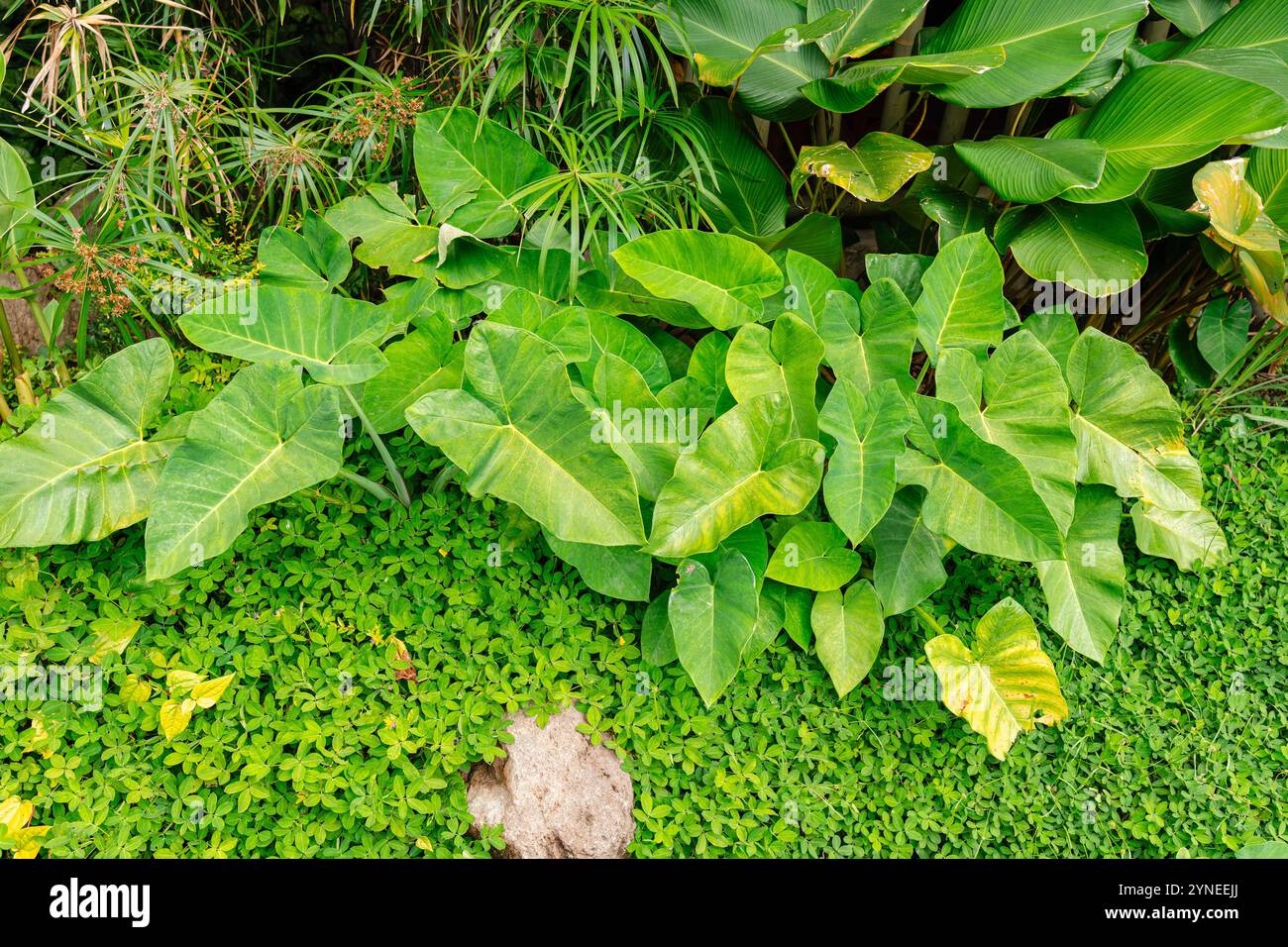 Alocasia macrorrhizos is a species of flowering plant in the arum ...