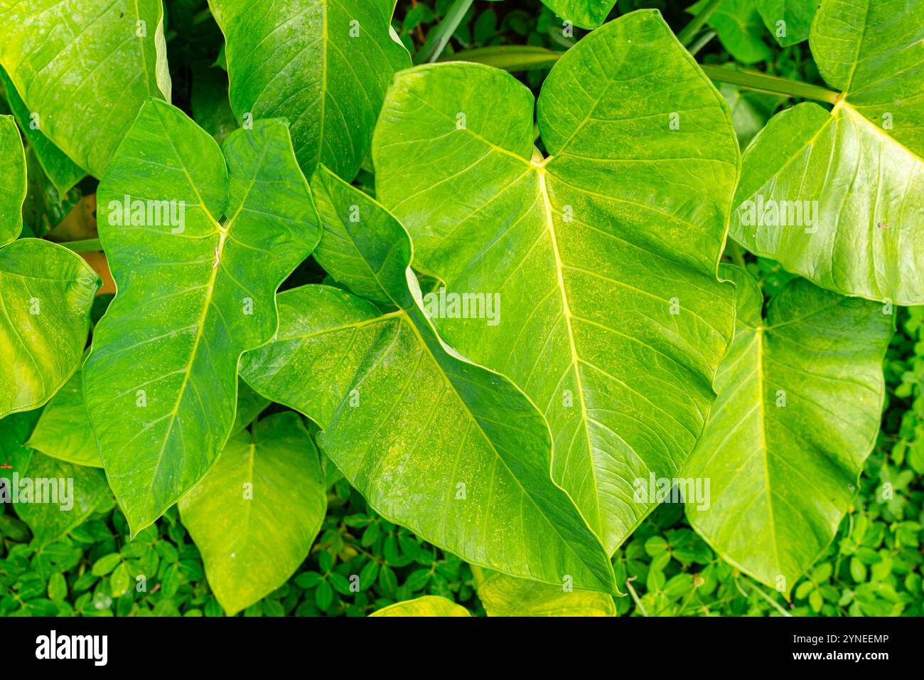 Alocasia macrorrhizos is a species of flowering plant in the arum ...