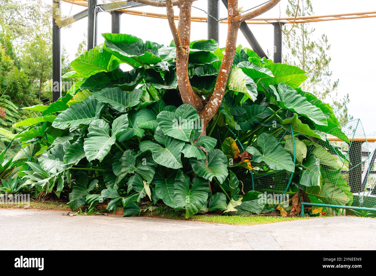 Alocasia macrorrhizos is a species of flowering plant in the arum ...