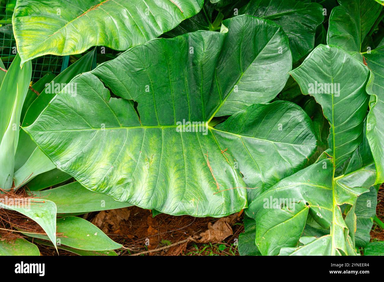Alocasia macrorrhizos is a species of flowering plant in the arum ...