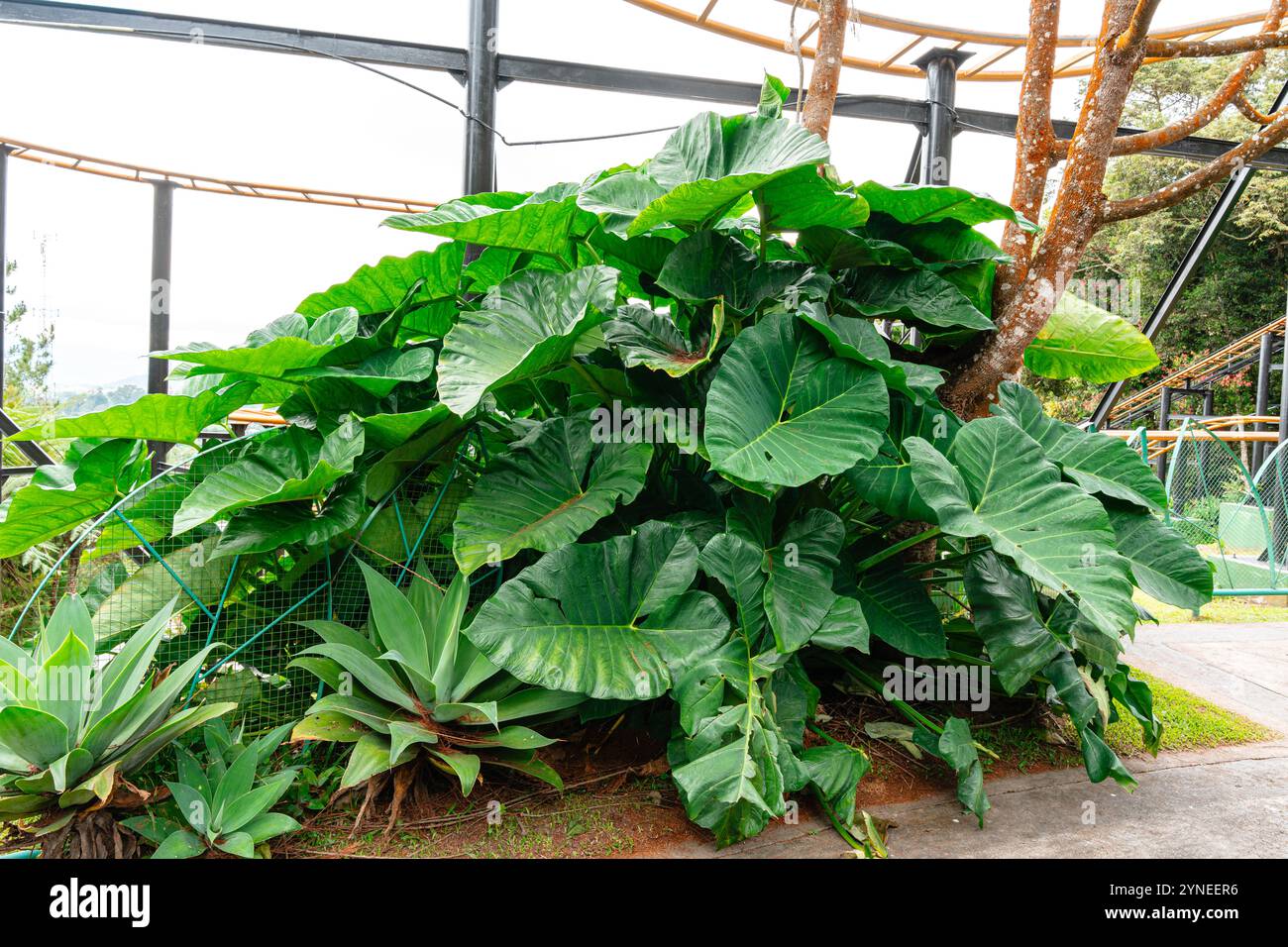 Alocasia macrorrhizos is a species of flowering plant in the arum ...