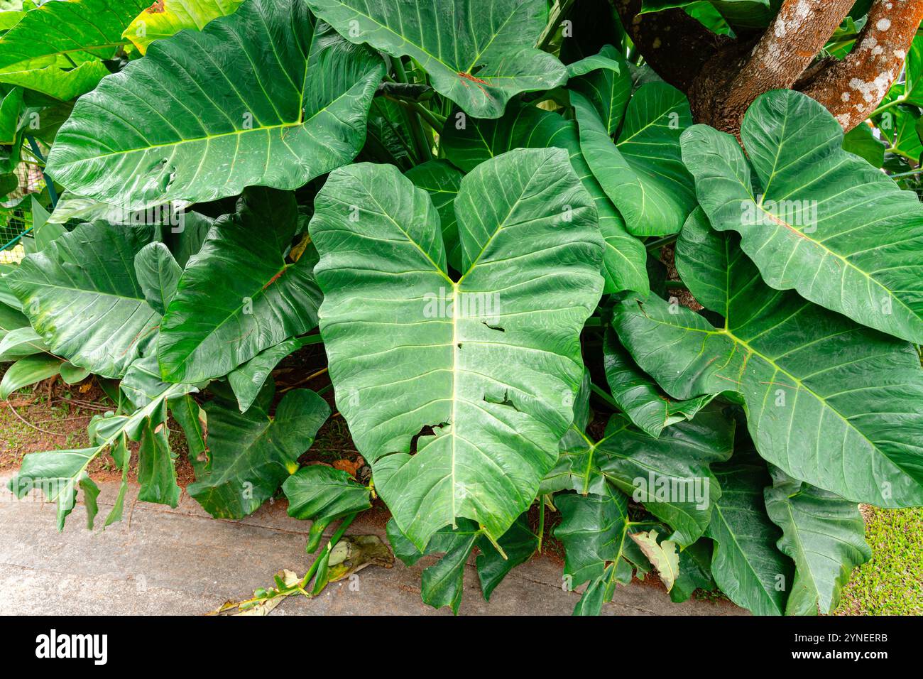 Alocasia macrorrhizos is a species of flowering plant in the arum ...