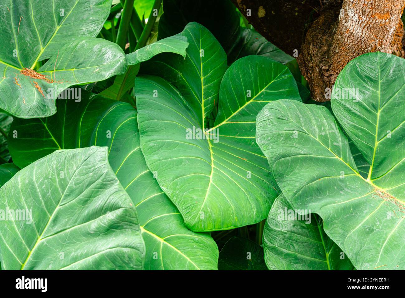 Alocasia macrorrhizos is a species of flowering plant in the arum ...
