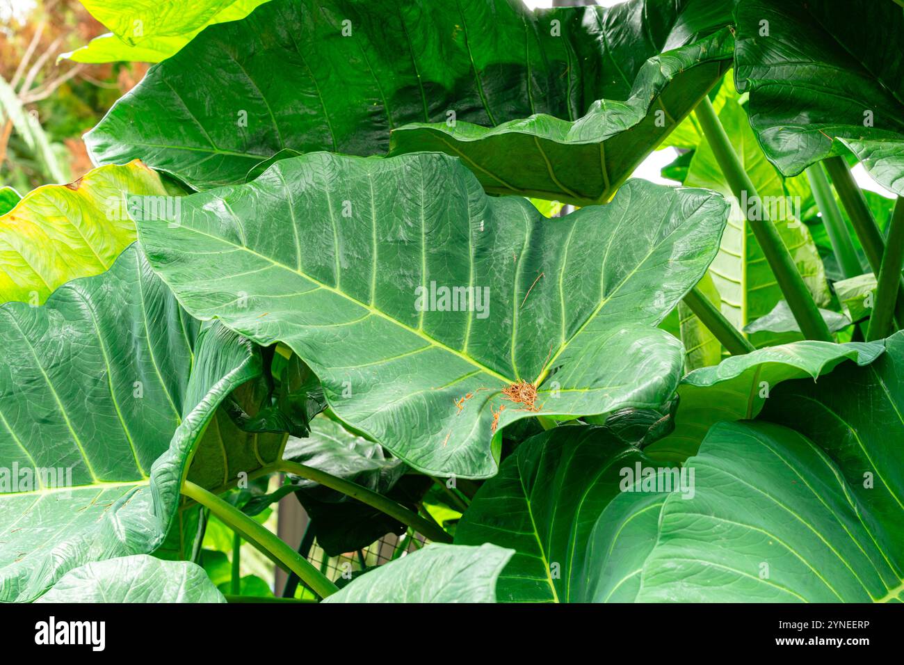Alocasia macrorrhizos is a species of flowering plant in the arum ...