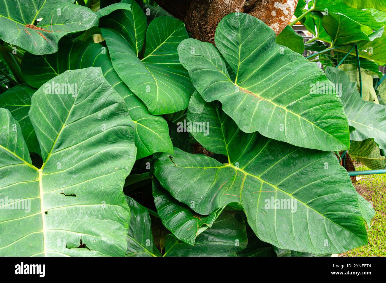 Alocasia macrorrhizos is a species of flowering plant in the arum ...
