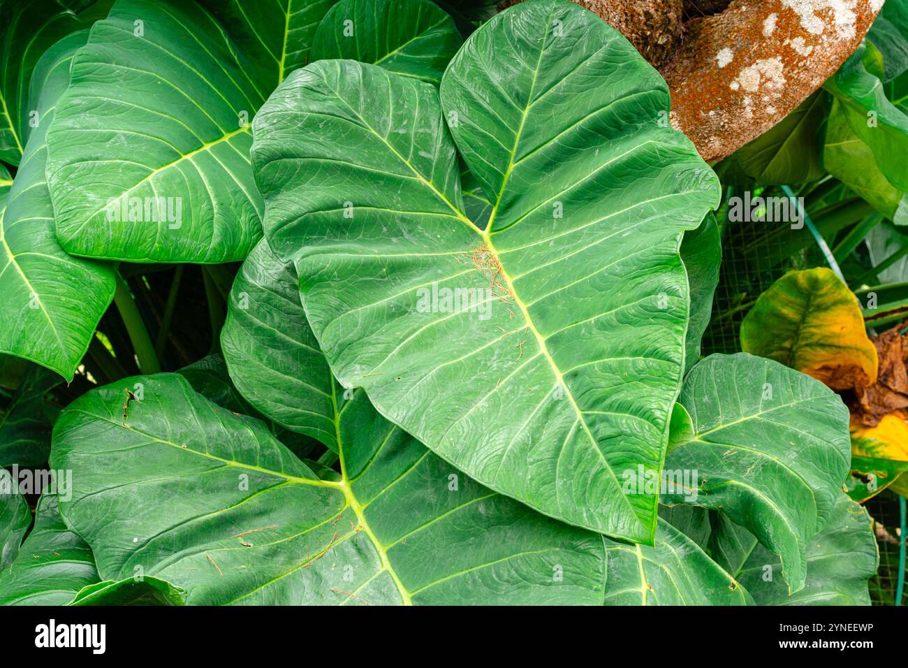 Alocasia macrorrhizos is a species of flowering plant in the arum ...