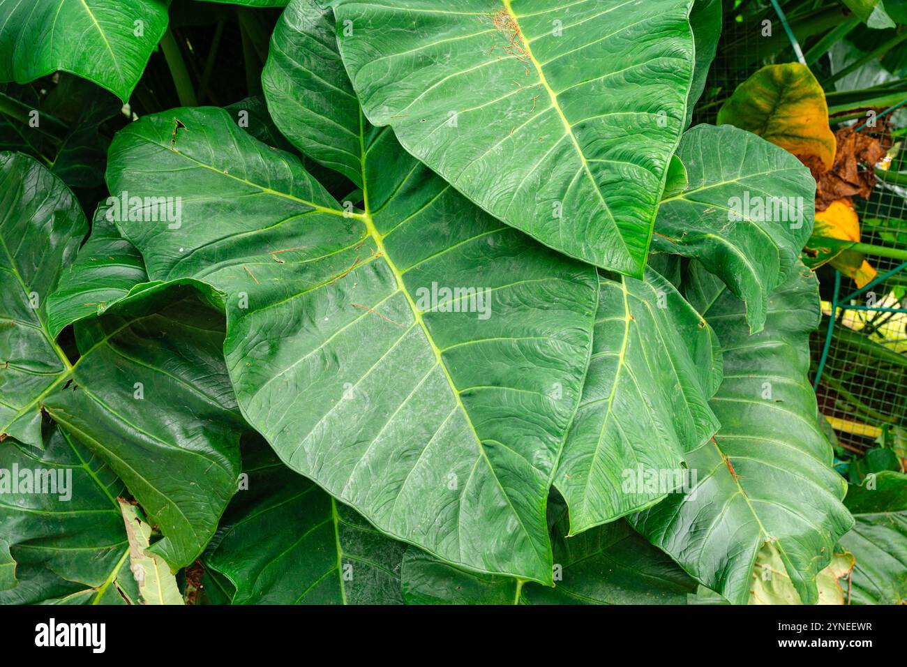 Alocasia macrorrhizos is a species of flowering plant in the arum ...