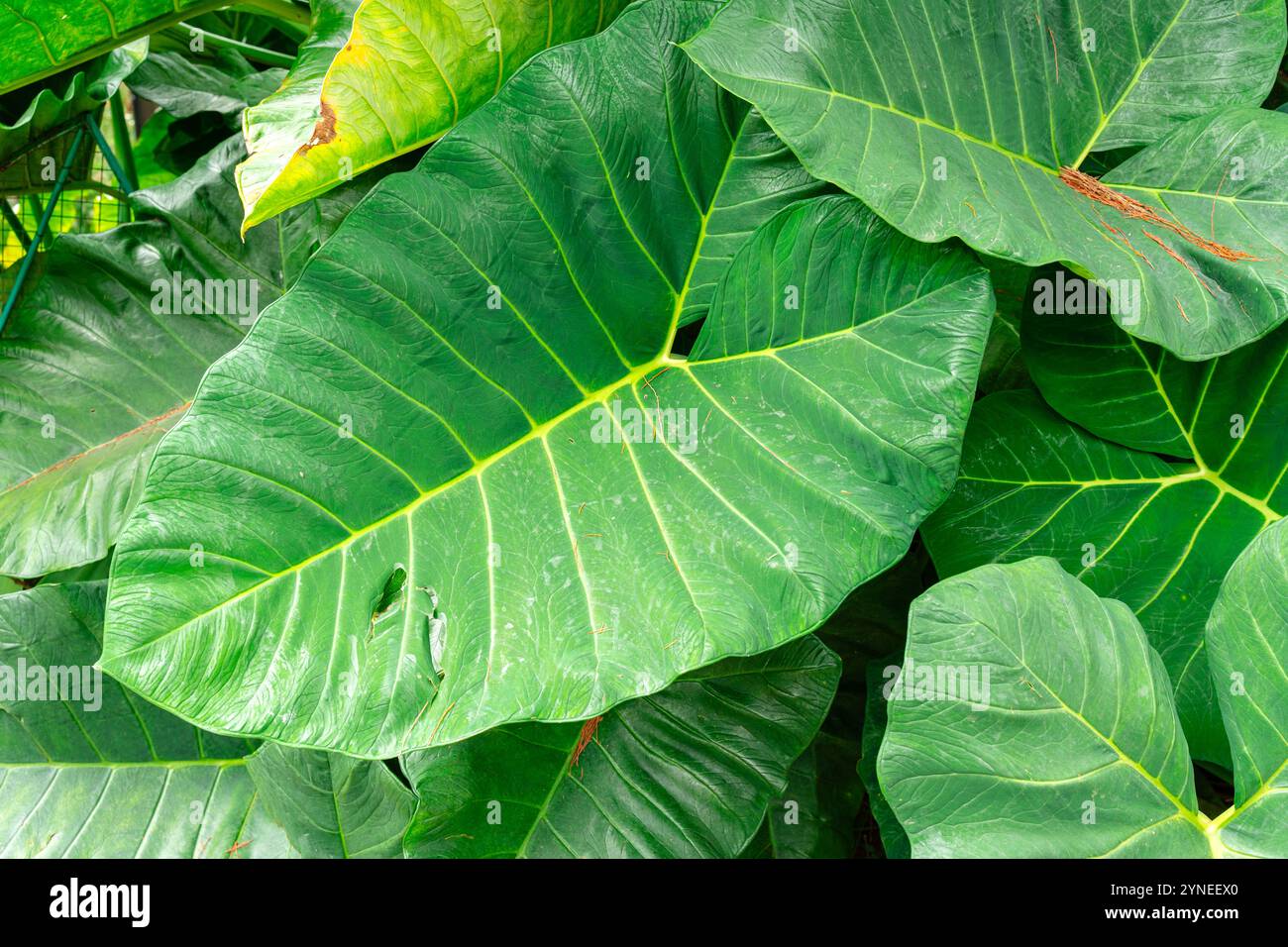 Alocasia macrorrhizos is a species of flowering plant in the arum ...