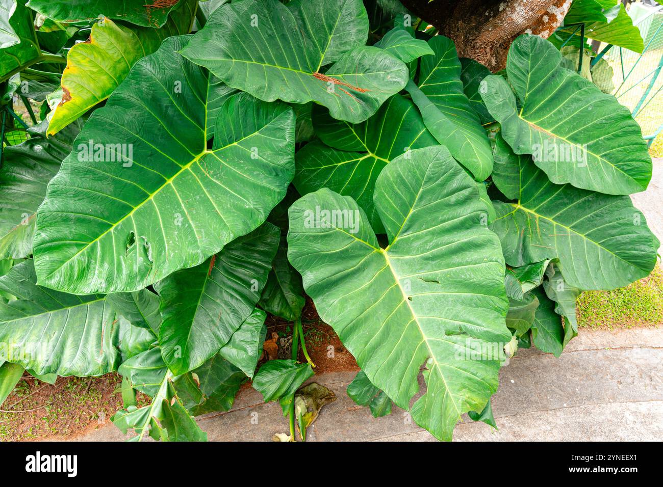 Alocasia macrorrhizos is a species of flowering plant in the arum ...