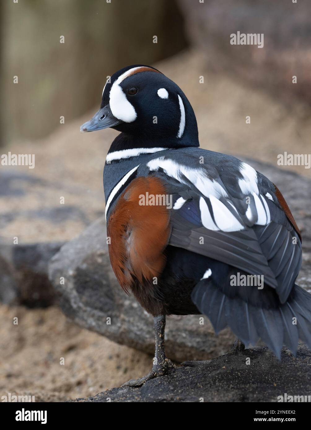Harlequin duck, alaska hi-res stock photography and images - Alamy