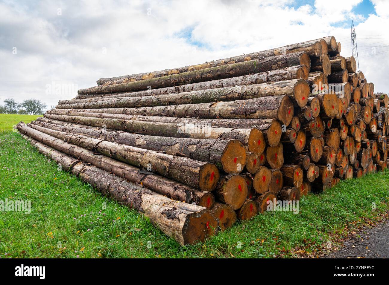 Chopped tree logs pilled up next to a forest, lumber wood industry ...