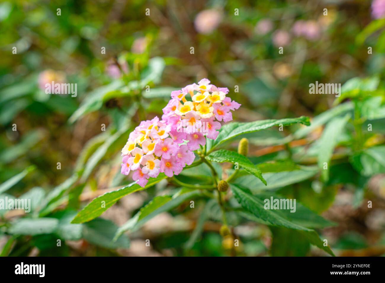 Lantana camara common lantana is a species of flowering plant within ...