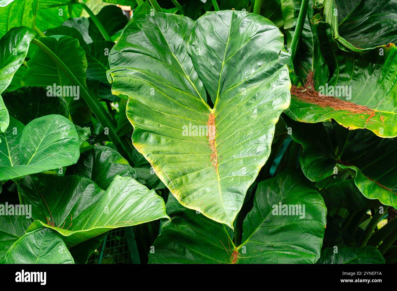 Alocasia macrorrhizos is a species of flowering plant in the arum ...