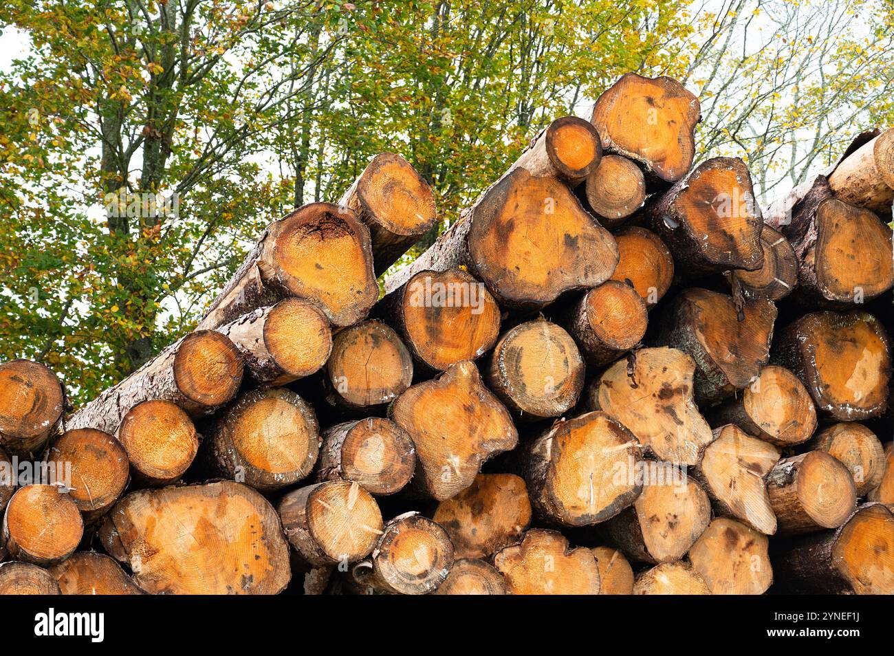 Chopped tree logs pilled up next to a forest, lumber wood industry ...