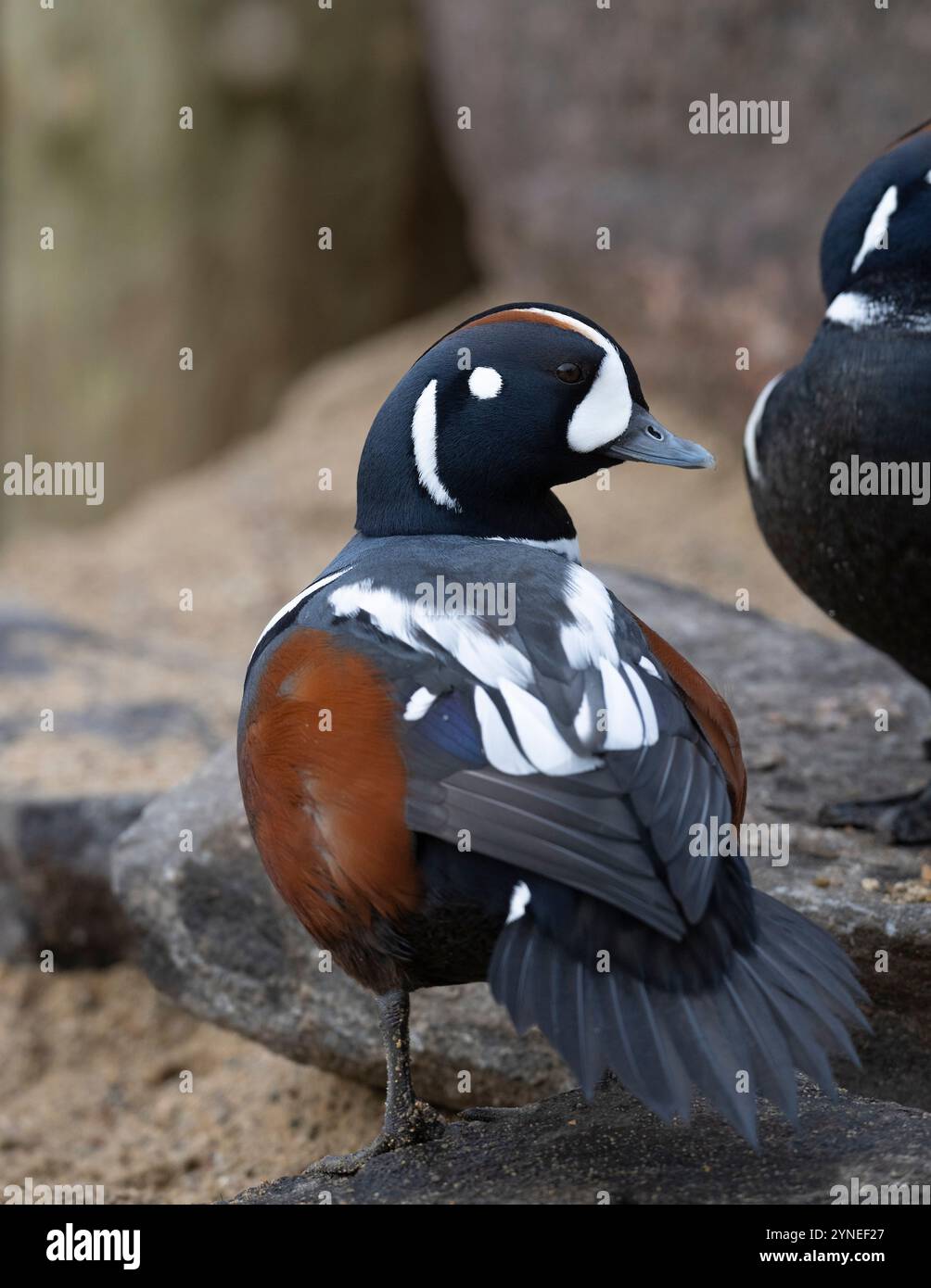 Harlequin duck, alaska hi-res stock photography and images - Alamy