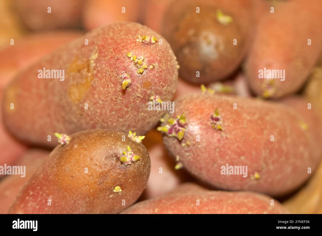 Closeup shot potatoes growing hi-res stock photography and images - Alamy