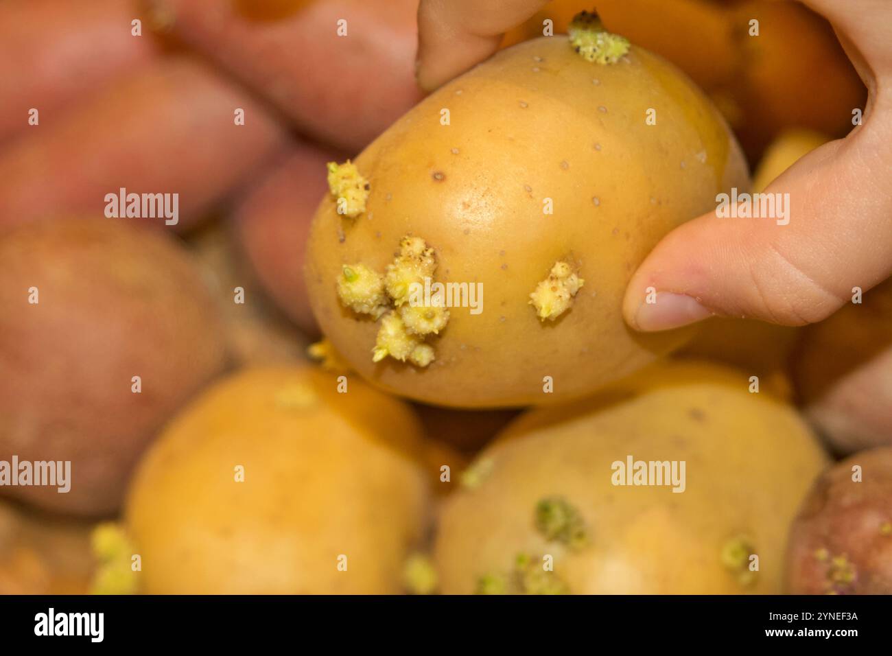 Potato sprouts isolated on hi-res stock photography and images - Alamy