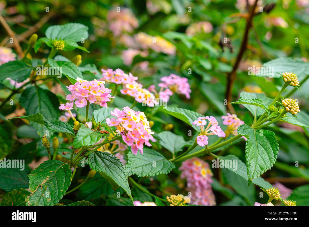 Lantana camara (common lantana) is a species of flowering plant within ...