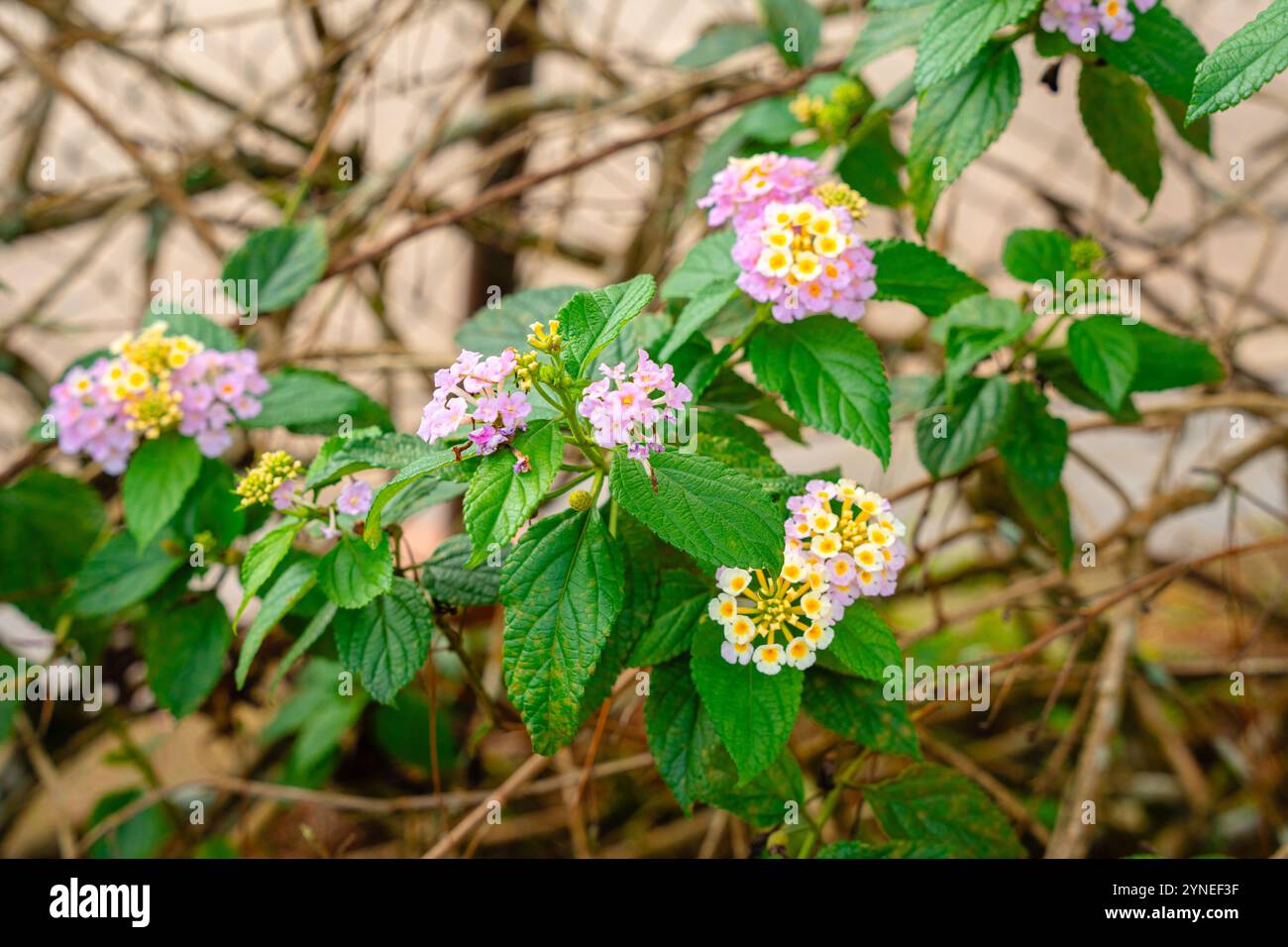 Lantana camara (common lantana) is a species of flowering plant within ...
