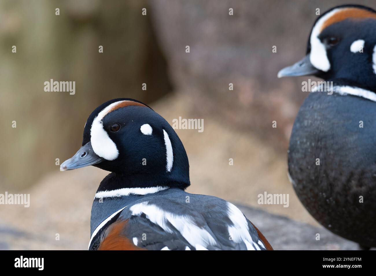 Harlequin duck, alaska hi-res stock photography and images - Alamy