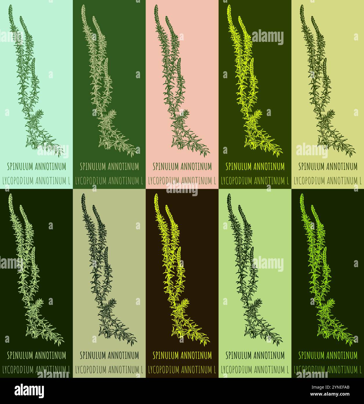 Set of vector drawing of SPINULUM ANNOTINUM in various colors. Hand ...