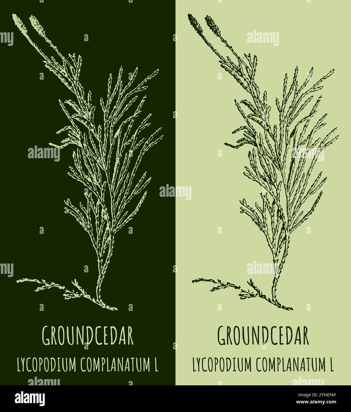 Vector drawings GROUNDCEDAR. Hand drawn illustration. Latin name ...