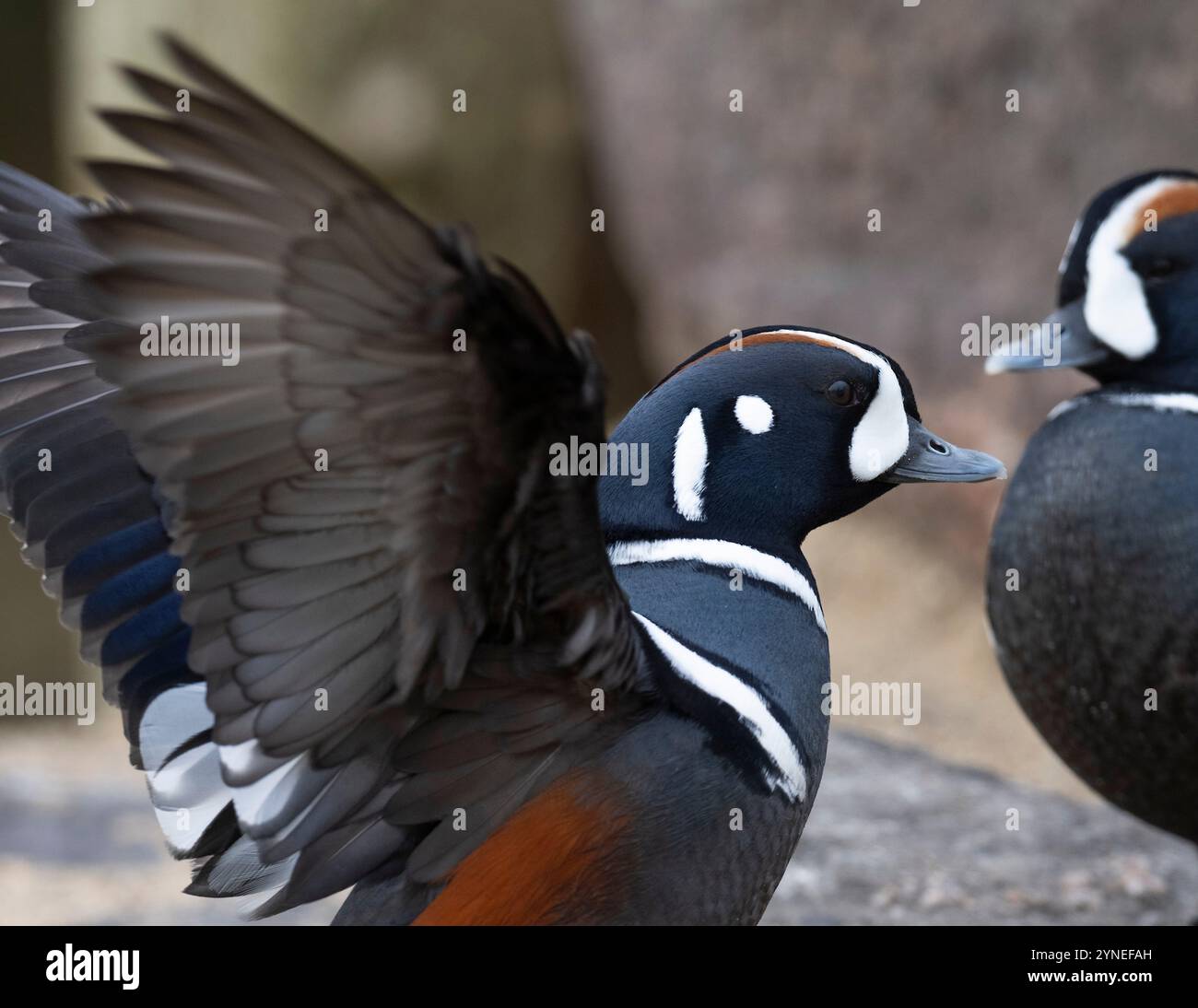Harlequin duck, alaska hi-res stock photography and images - Alamy