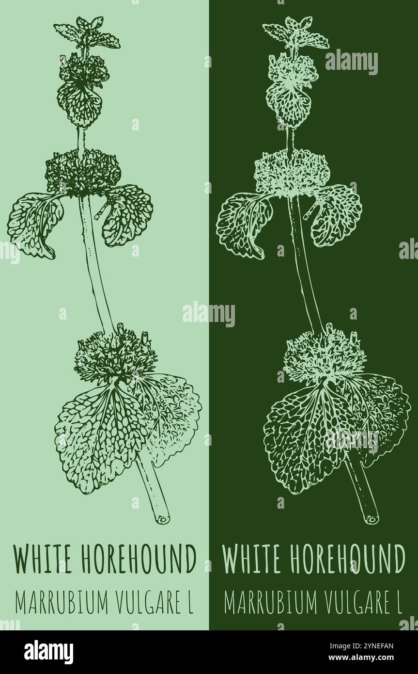 Vector drawings WHITE HOREHOUND. Hand drawn illustration. Latin name ...